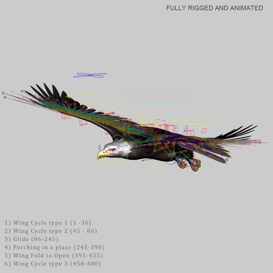 3d american bald eagle animation model