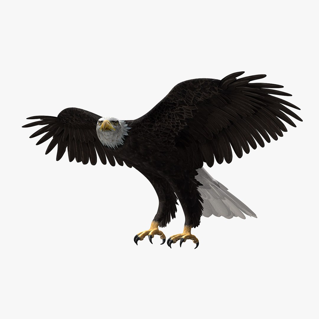 3d American Bald Eagle Animation Model