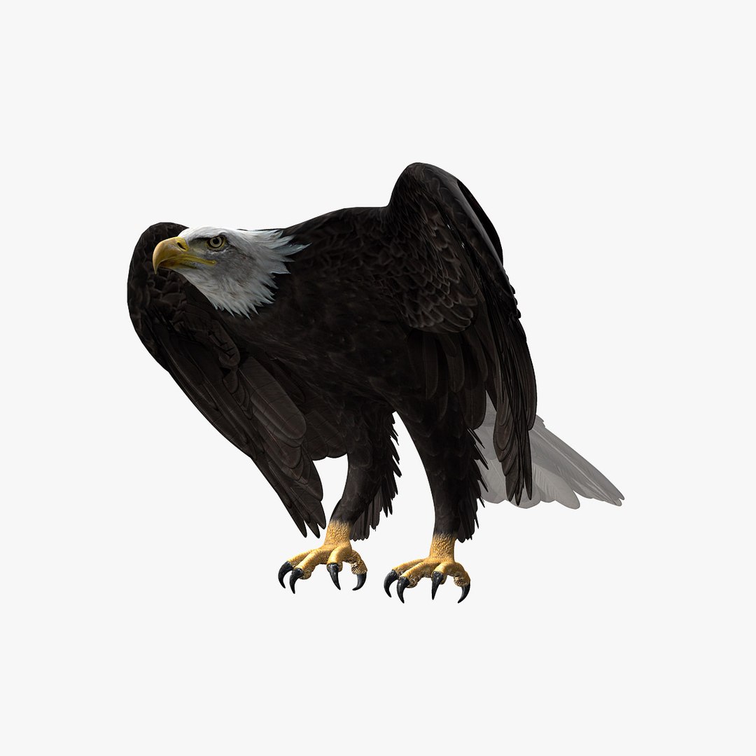 3d American Bald Eagle Animation Model