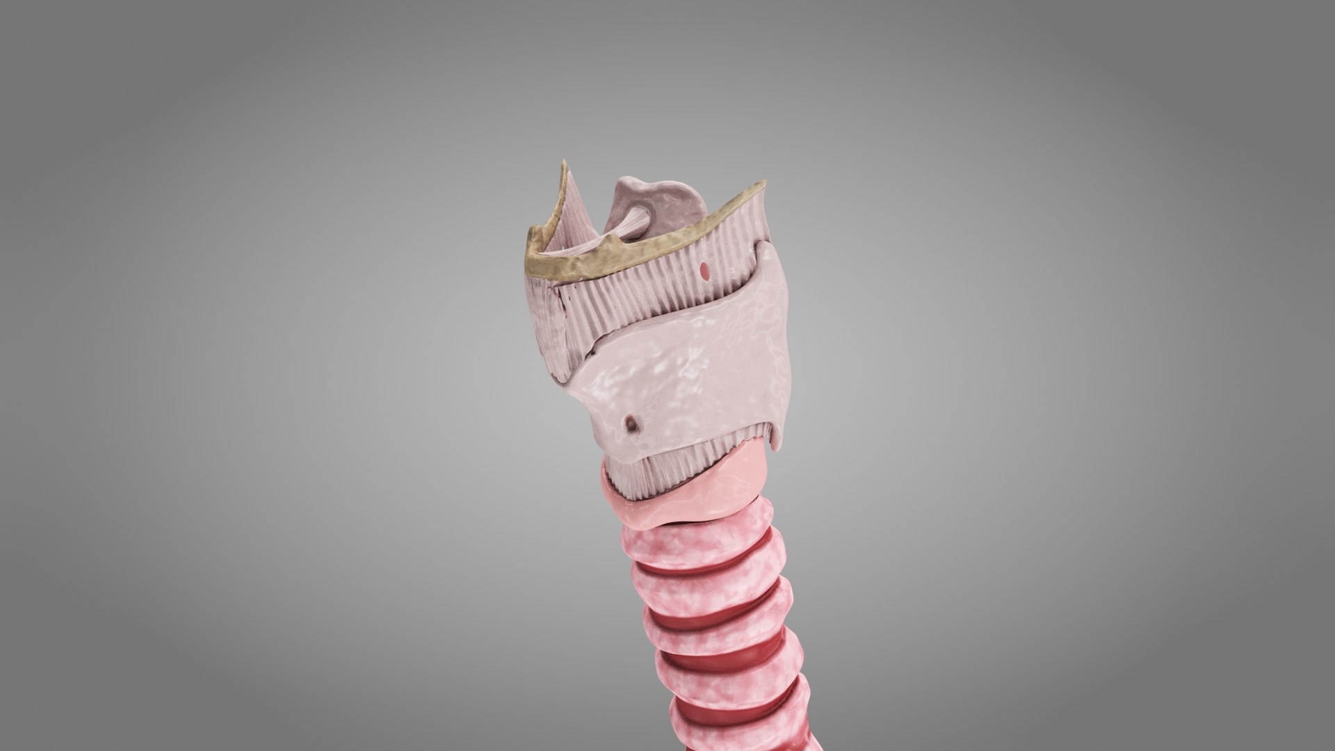 3D Larynx - TurboSquid 1924638