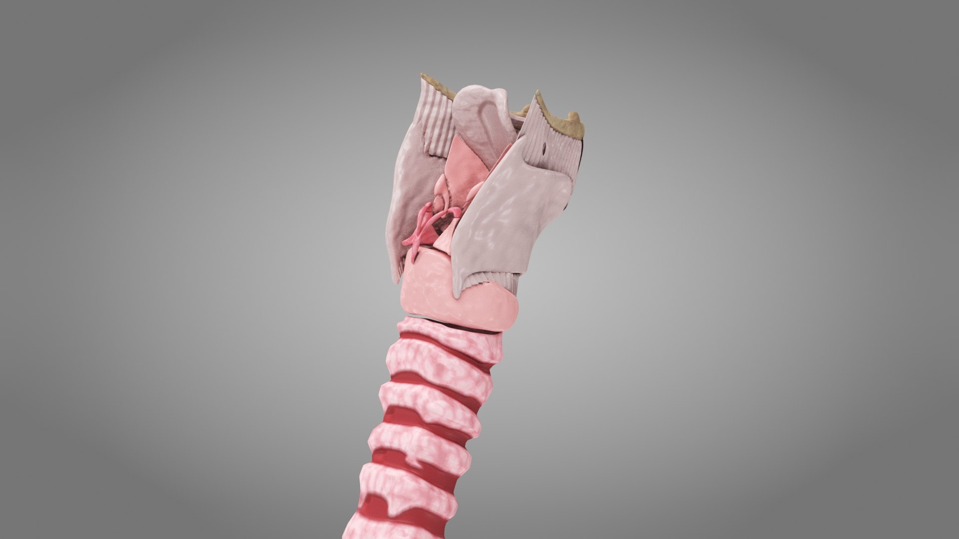 3D Larynx - TurboSquid 1924638