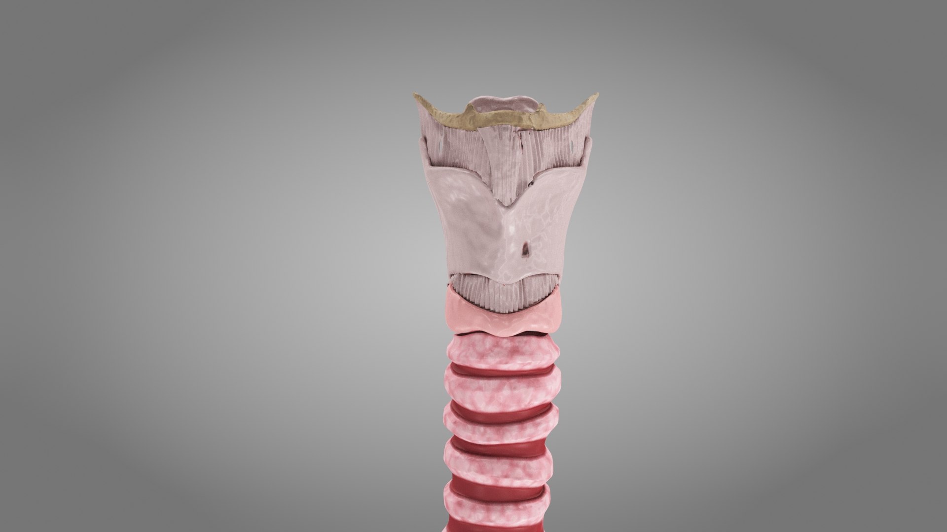 3D Larynx - TurboSquid 1924638