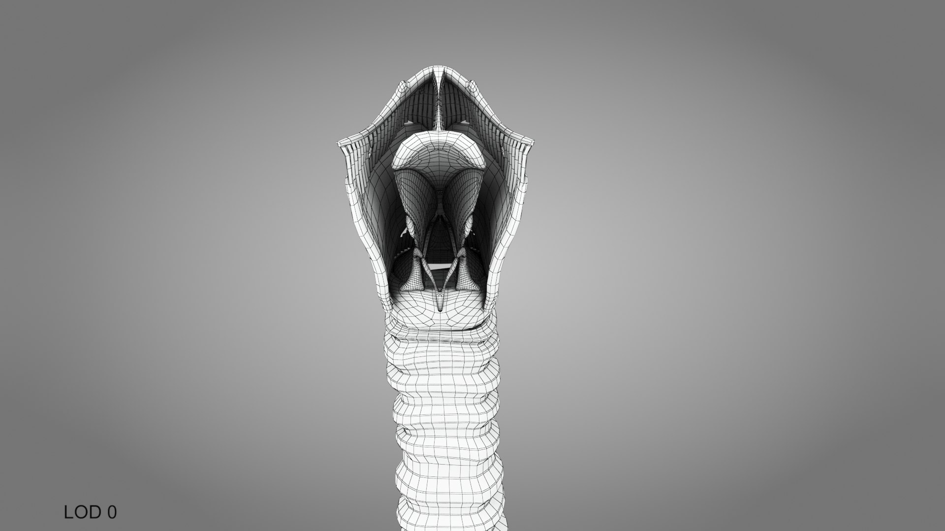 3D Larynx - TurboSquid 1924638