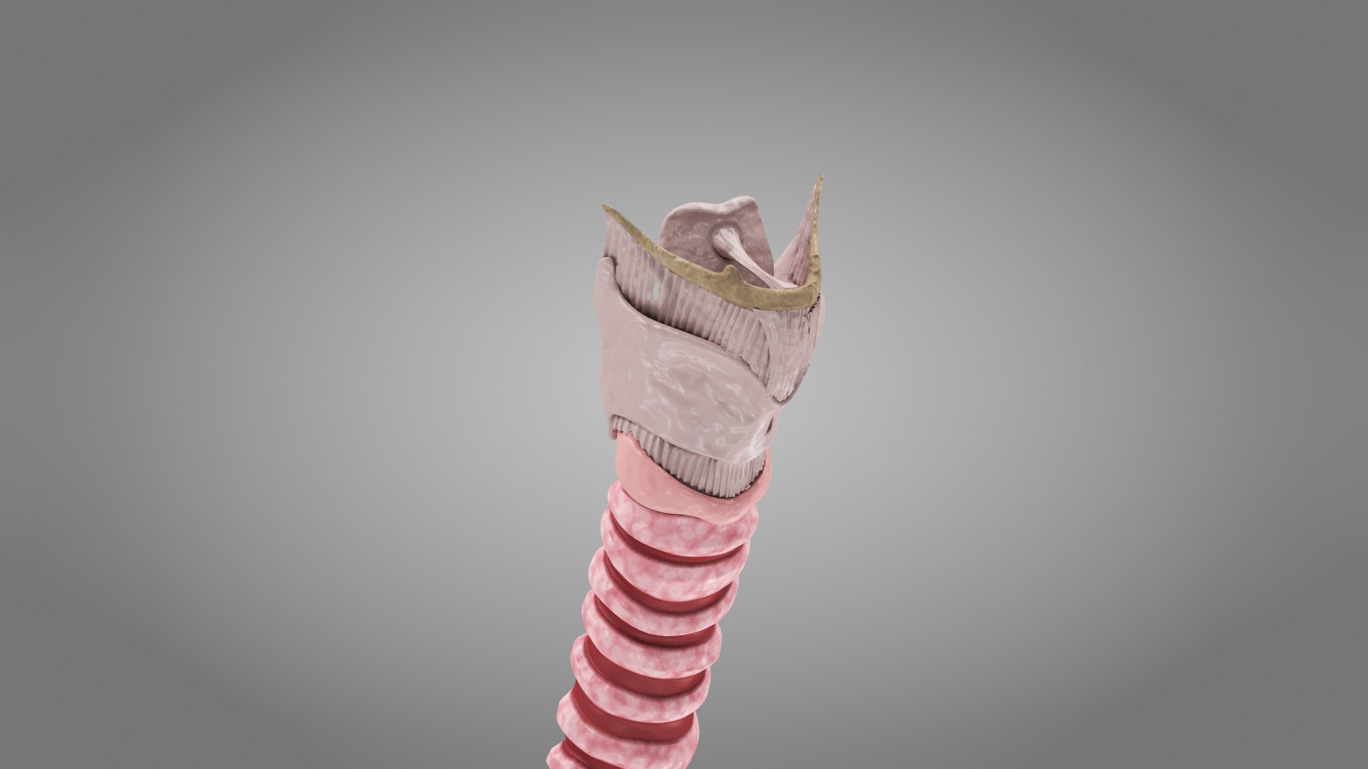 3D Larynx - TurboSquid 1924638