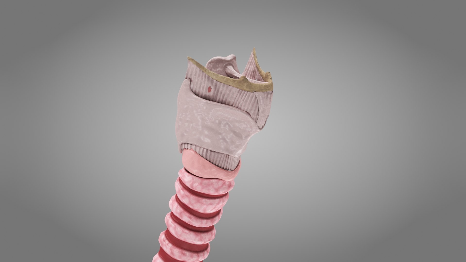 3D Larynx - TurboSquid 1924638