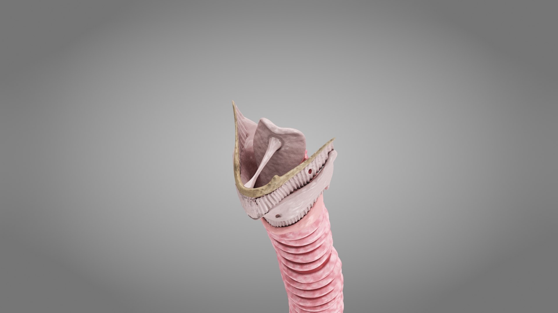 3D Larynx - TurboSquid 1924638