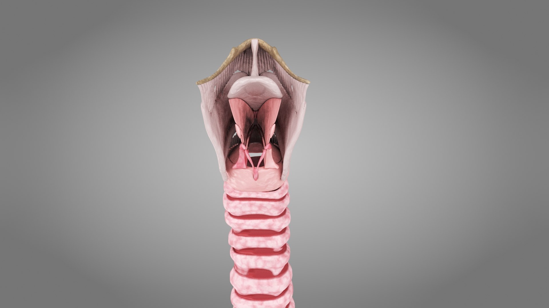 3D Larynx - TurboSquid 1924638