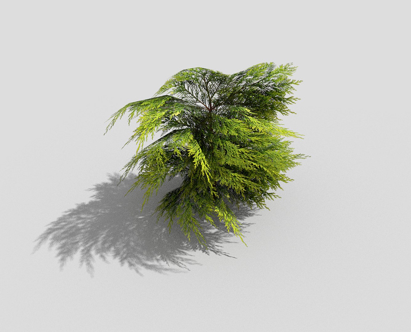 shrub 3d model