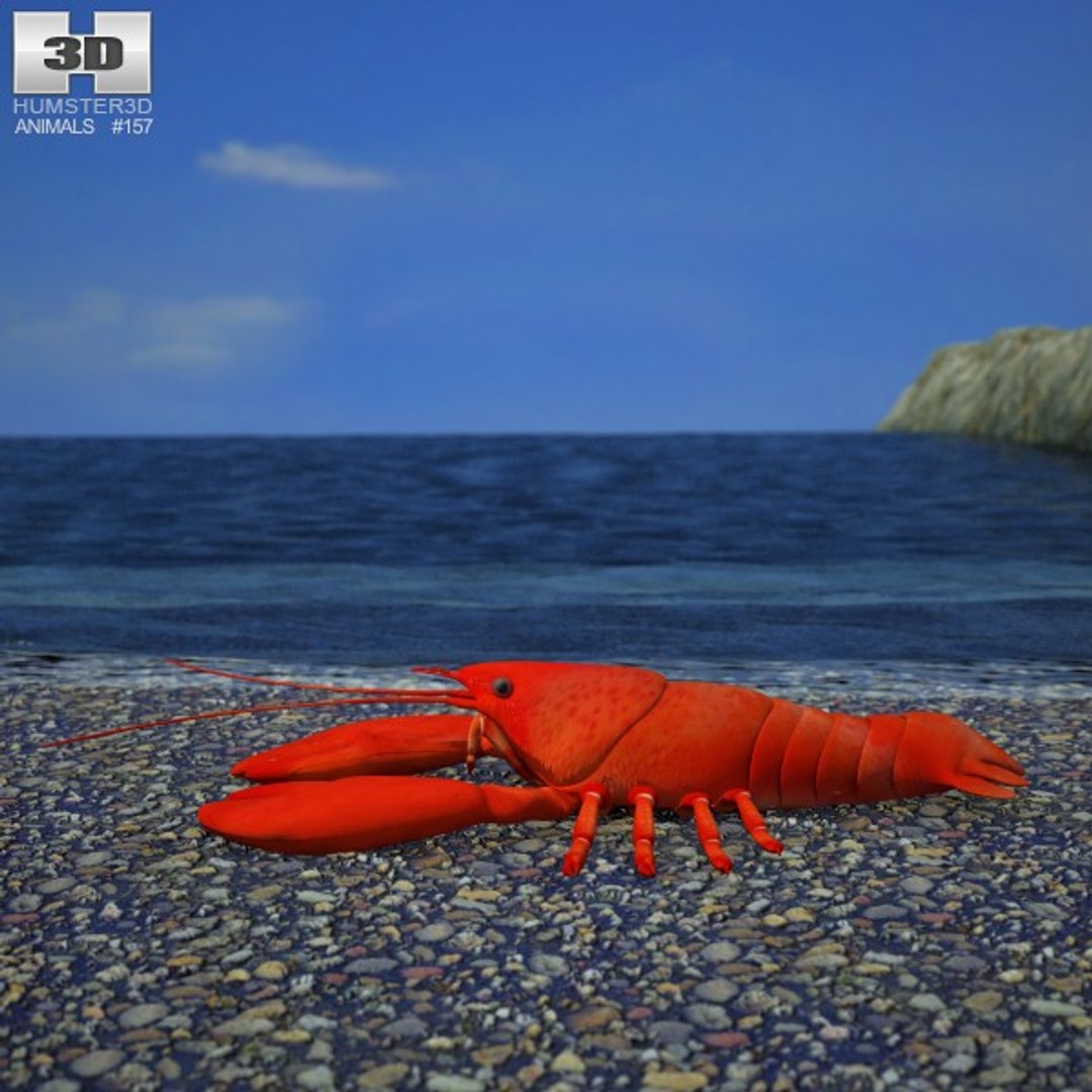 3d Lobster