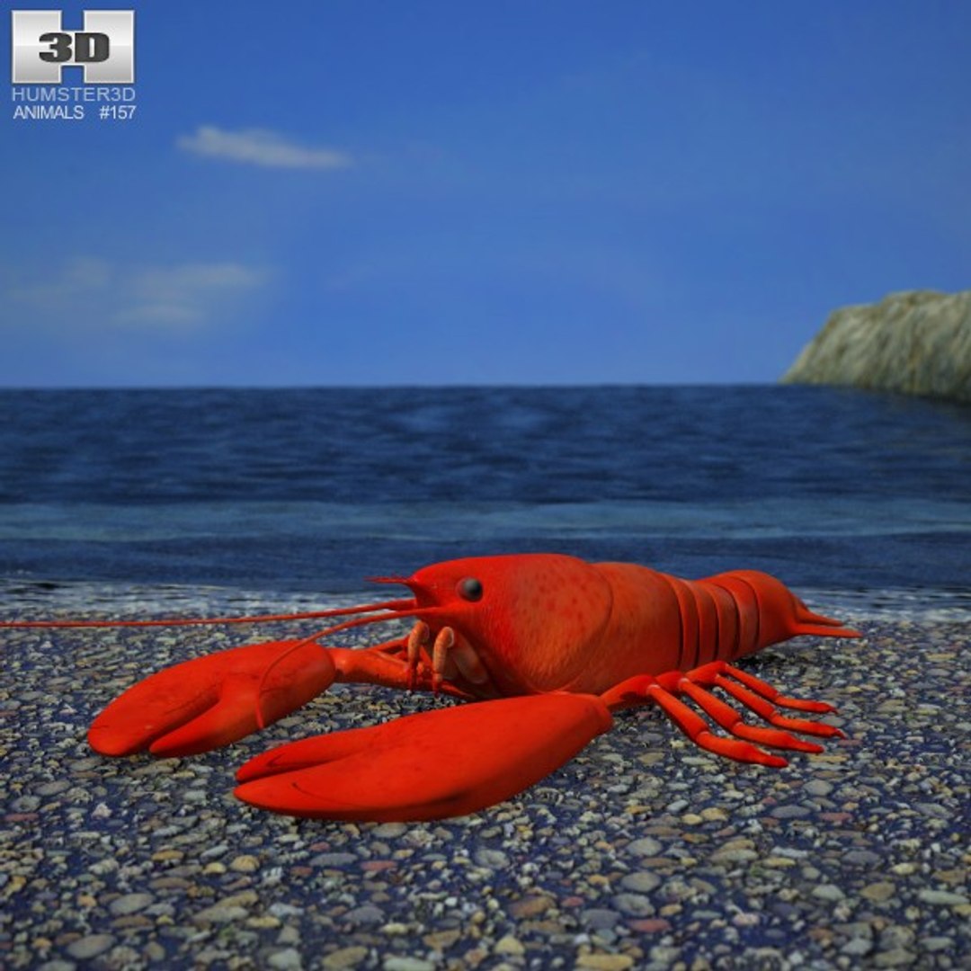 3d Lobster