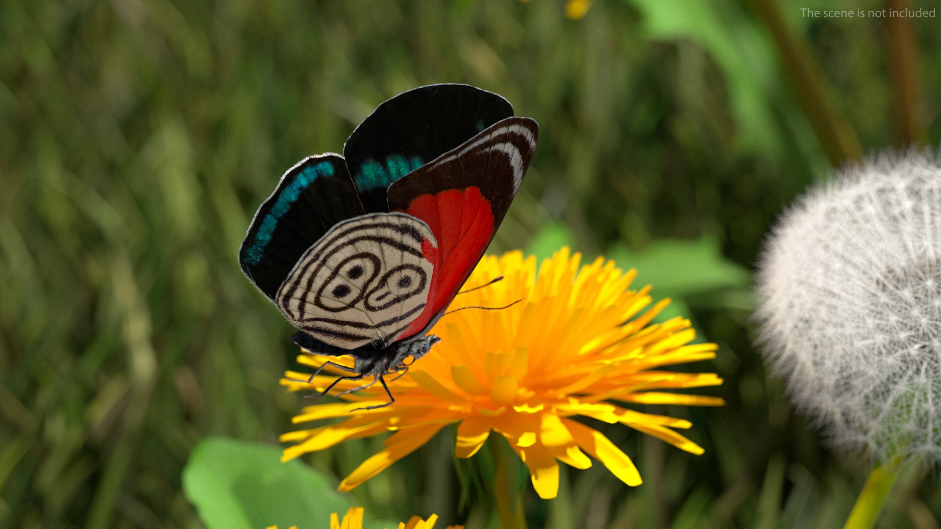 3D Animated Diaethria Clymena Butterfly Flight Fur - TurboSquid 1774636