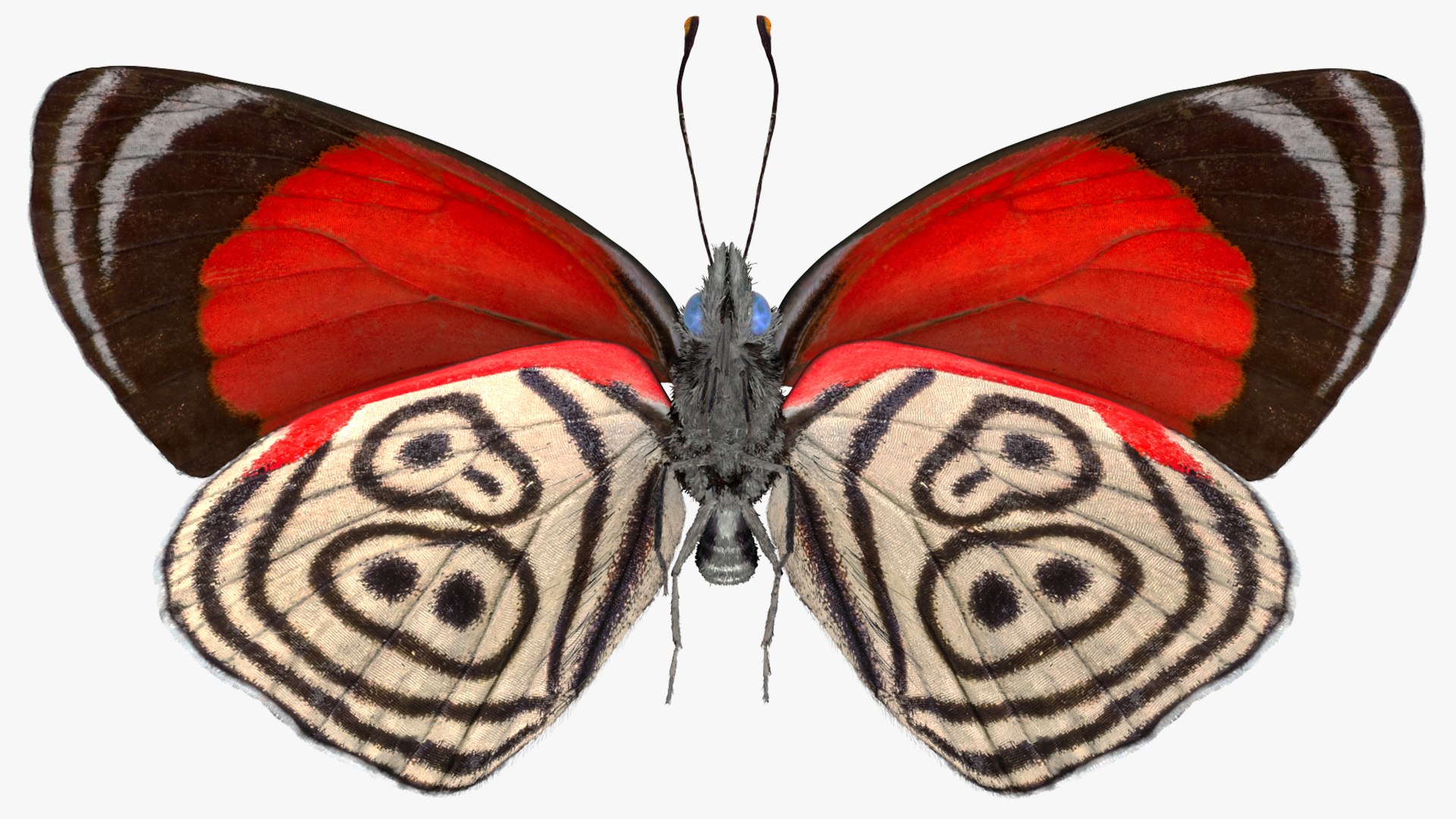 3D Animated Diaethria Clymena Butterfly Flight Fur - TurboSquid 1774636