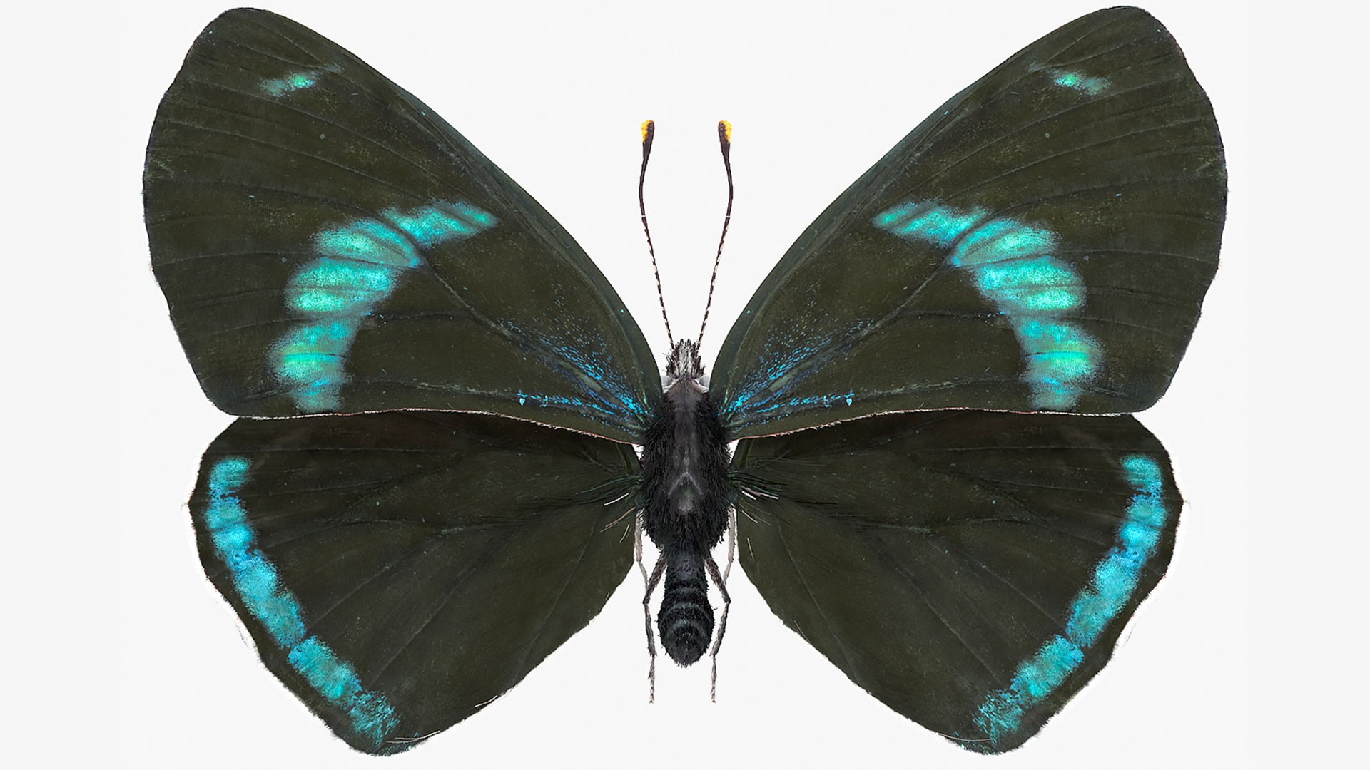 3D Animated Diaethria Clymena Butterfly Flight Fur - TurboSquid 1774636