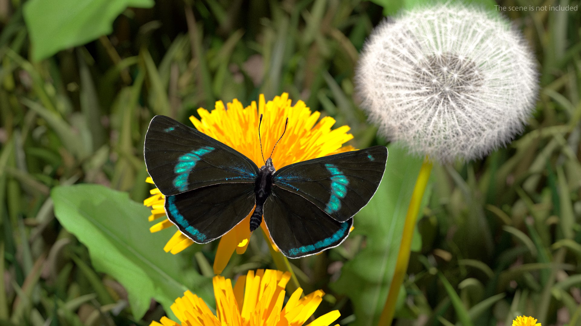 3D Animated Diaethria Clymena Butterfly Flight Fur - TurboSquid 1774636