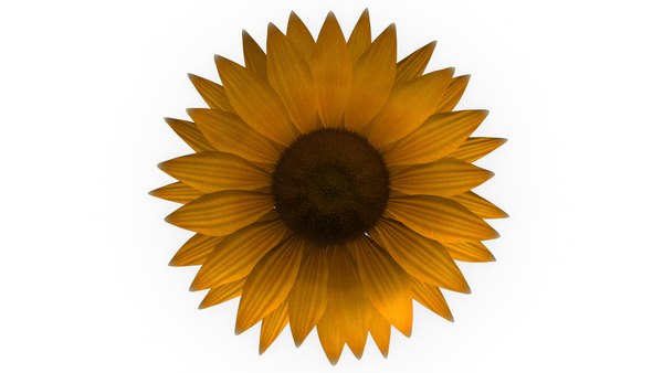 Sunflower 3D Models for Download | TurboSquid