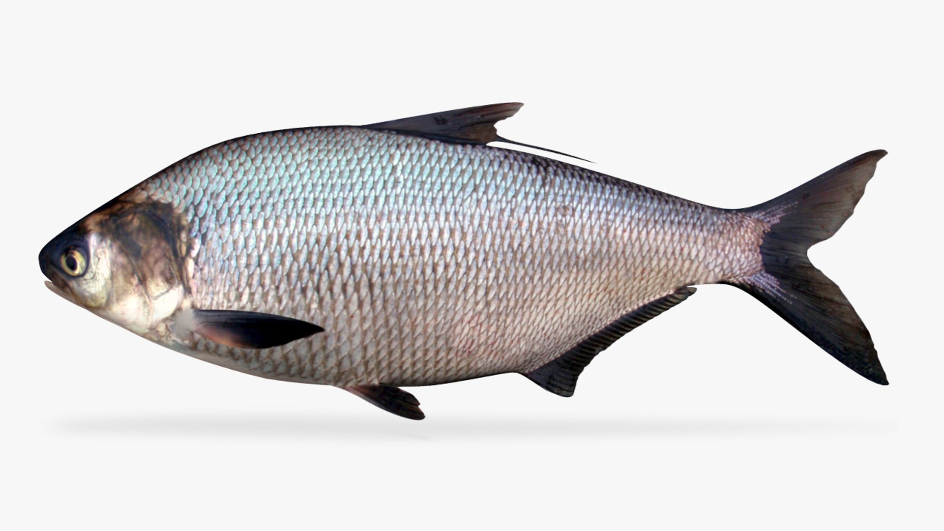 3D Model Gizzard Shad - TurboSquid 1597619