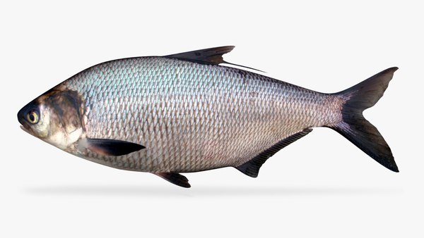 3D model gizzard shad - TurboSquid 1597619