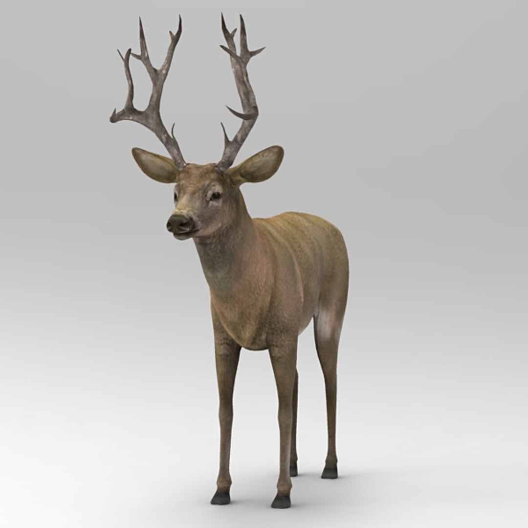 Elk 3d Model