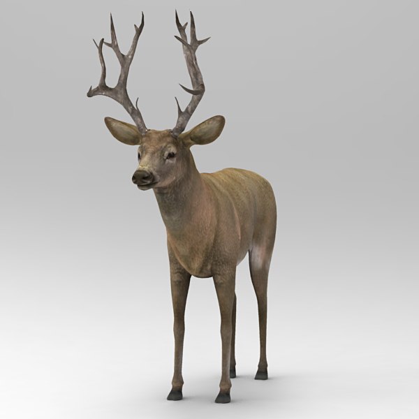 elk 3d model