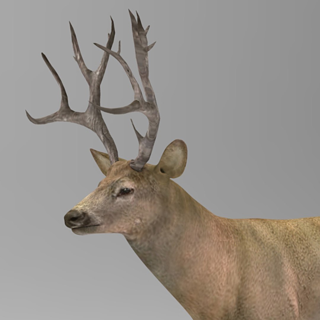 Elk 3d Model