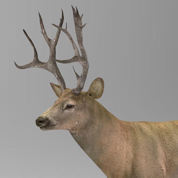 elk 3d model