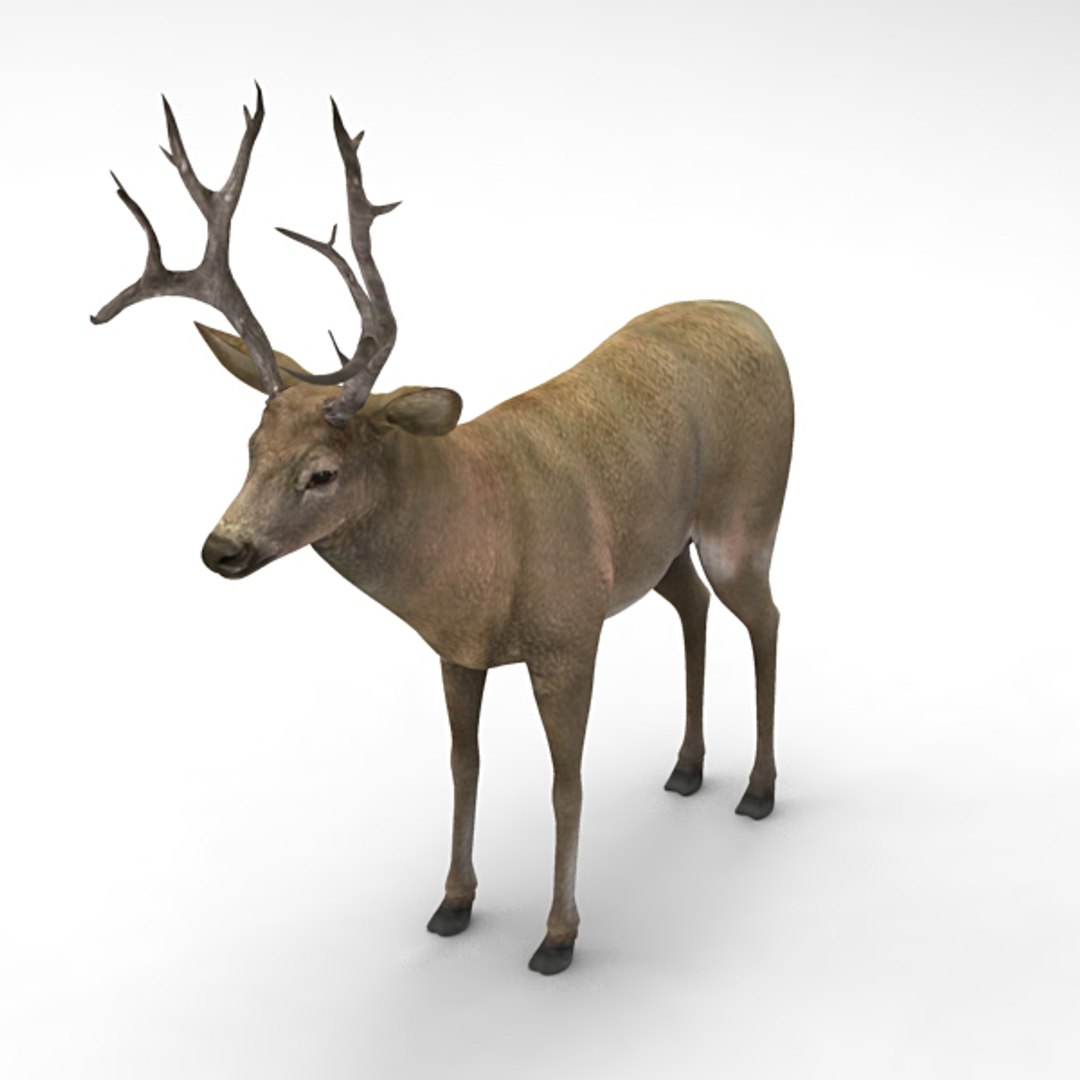 Elk 3d Model