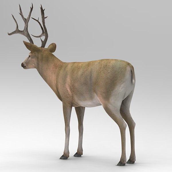 elk 3d model