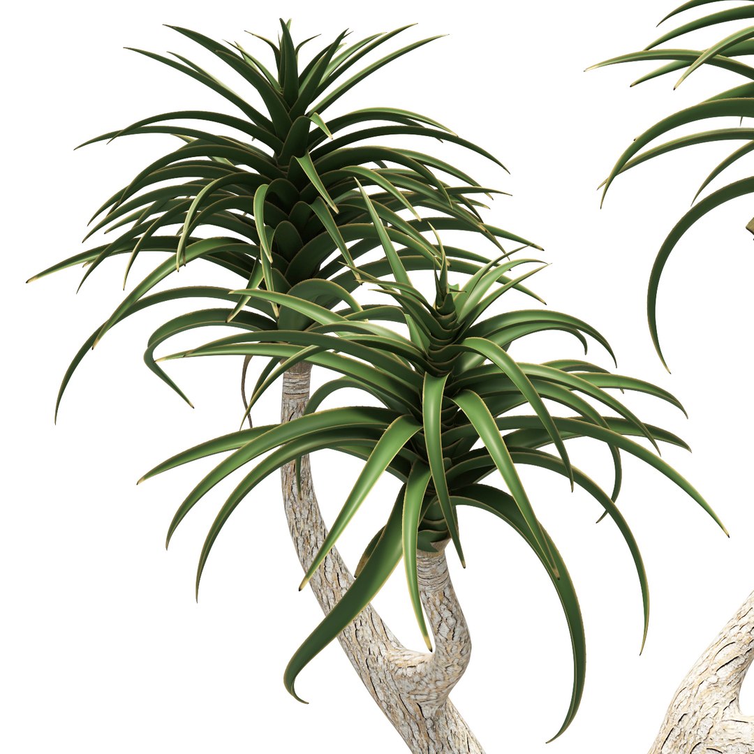 3D Model Aloe Barber Tree - TurboSquid 1541792
