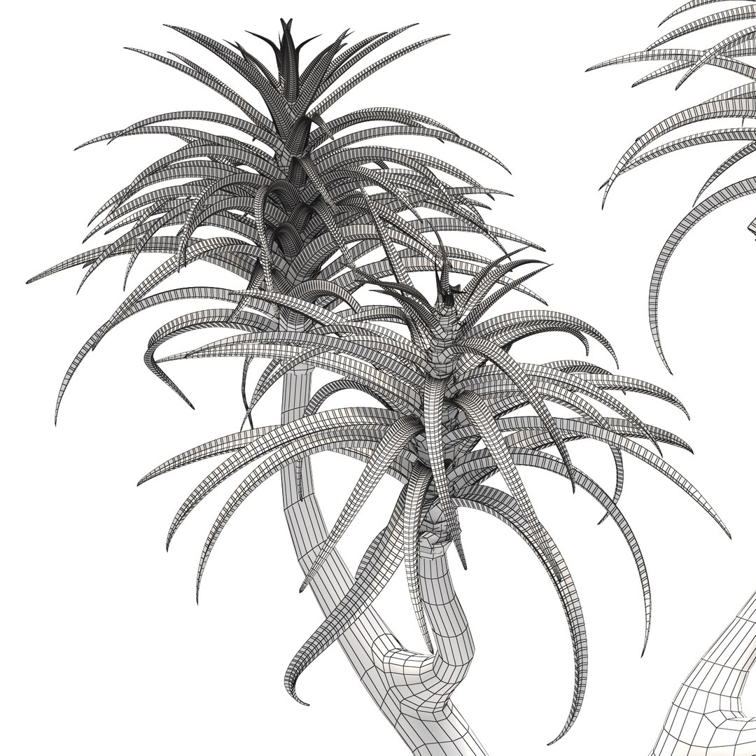 3D Model Aloe Barber Tree - TurboSquid 1541792