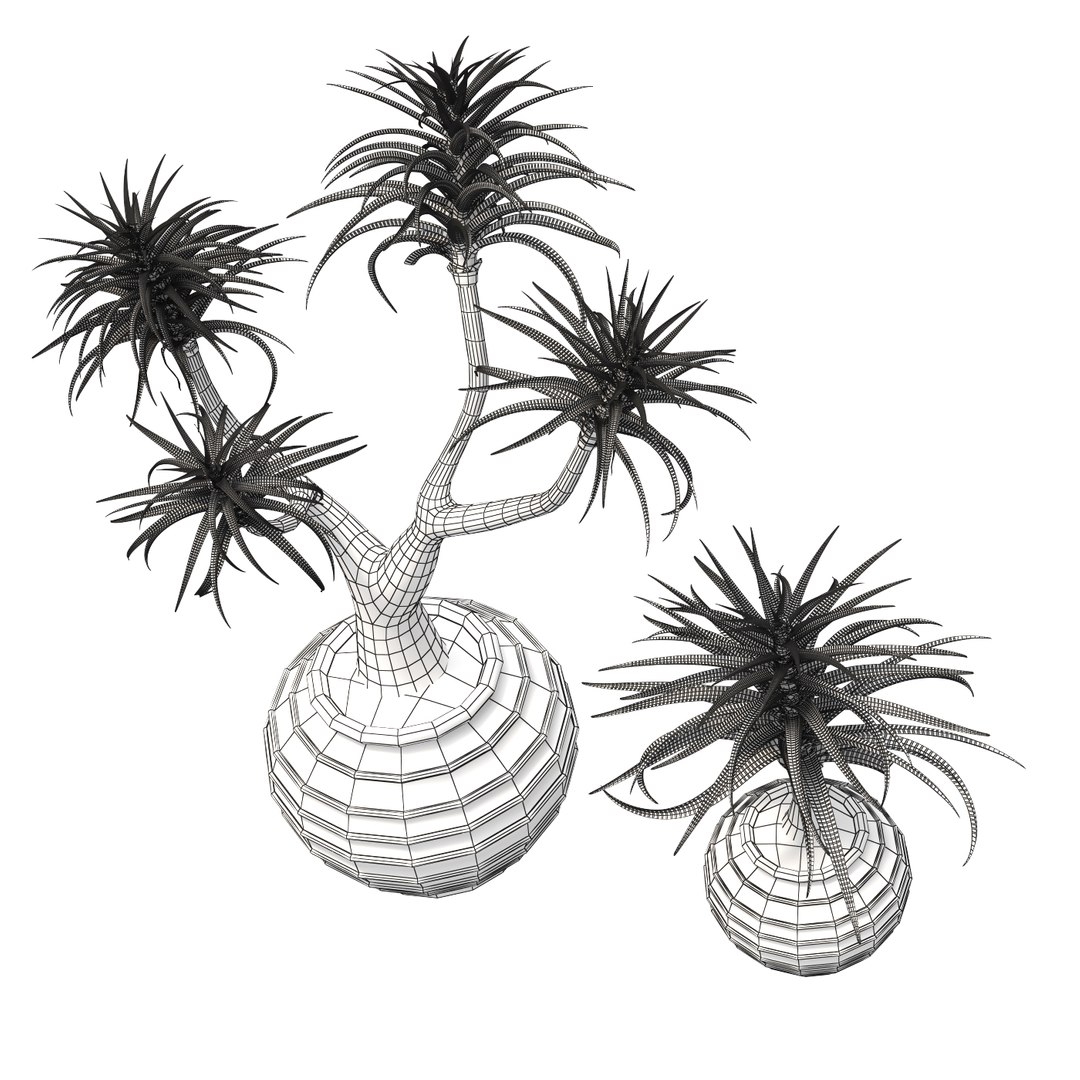 3D Model Aloe Barber Tree - TurboSquid 1541792