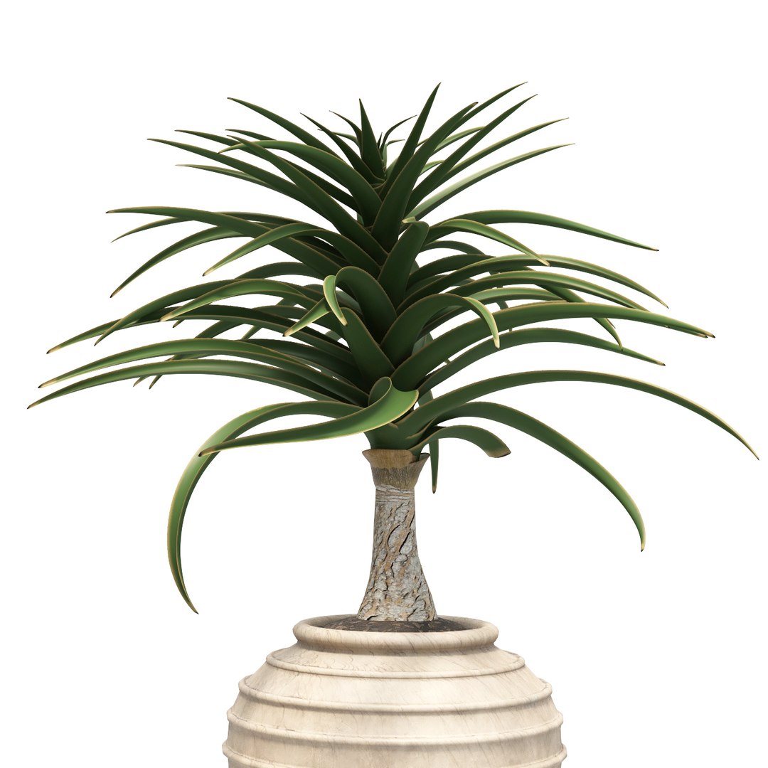 3D Model Aloe Barber Tree - TurboSquid 1541792