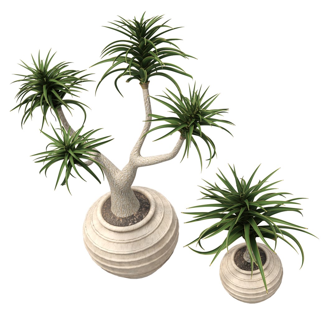 3D Model Aloe Barber Tree - TurboSquid 1541792