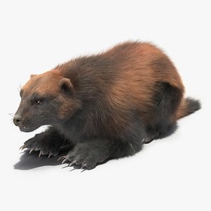 Wolverine 3D Models for Download | TurboSquid