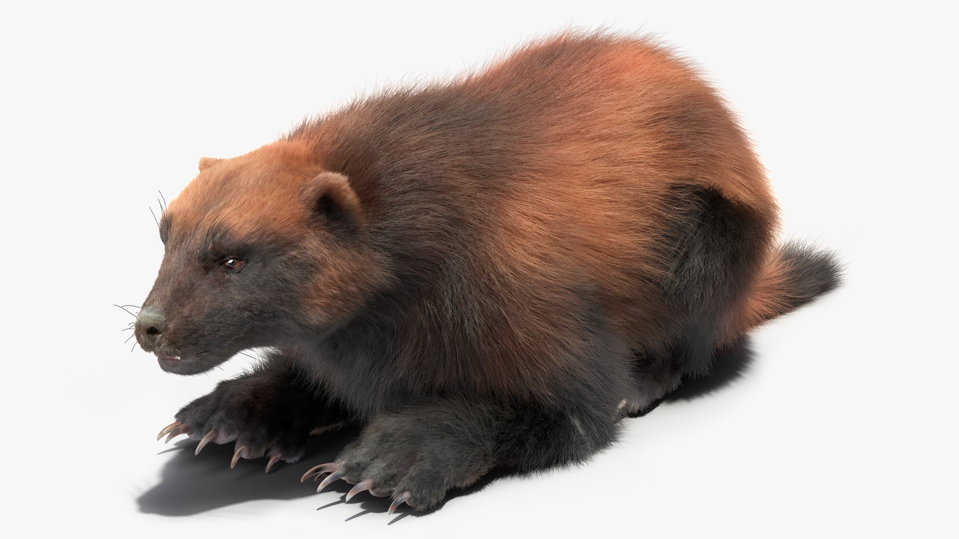 Wolverine Dark Color Lying Down Pose Fur 3D - TurboSquid 2158732