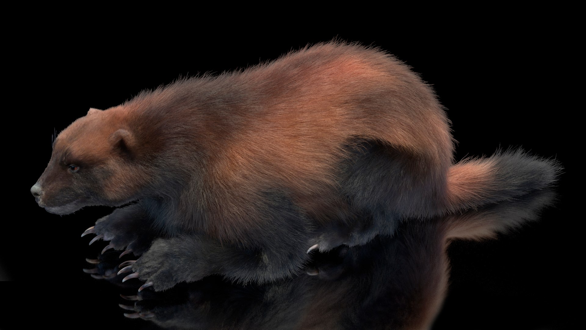 Wolverine Dark Color Lying Down Pose Fur 3D - TurboSquid 2158732
