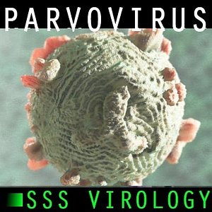 Parvo Virus 3D Models for Download | TurboSquid