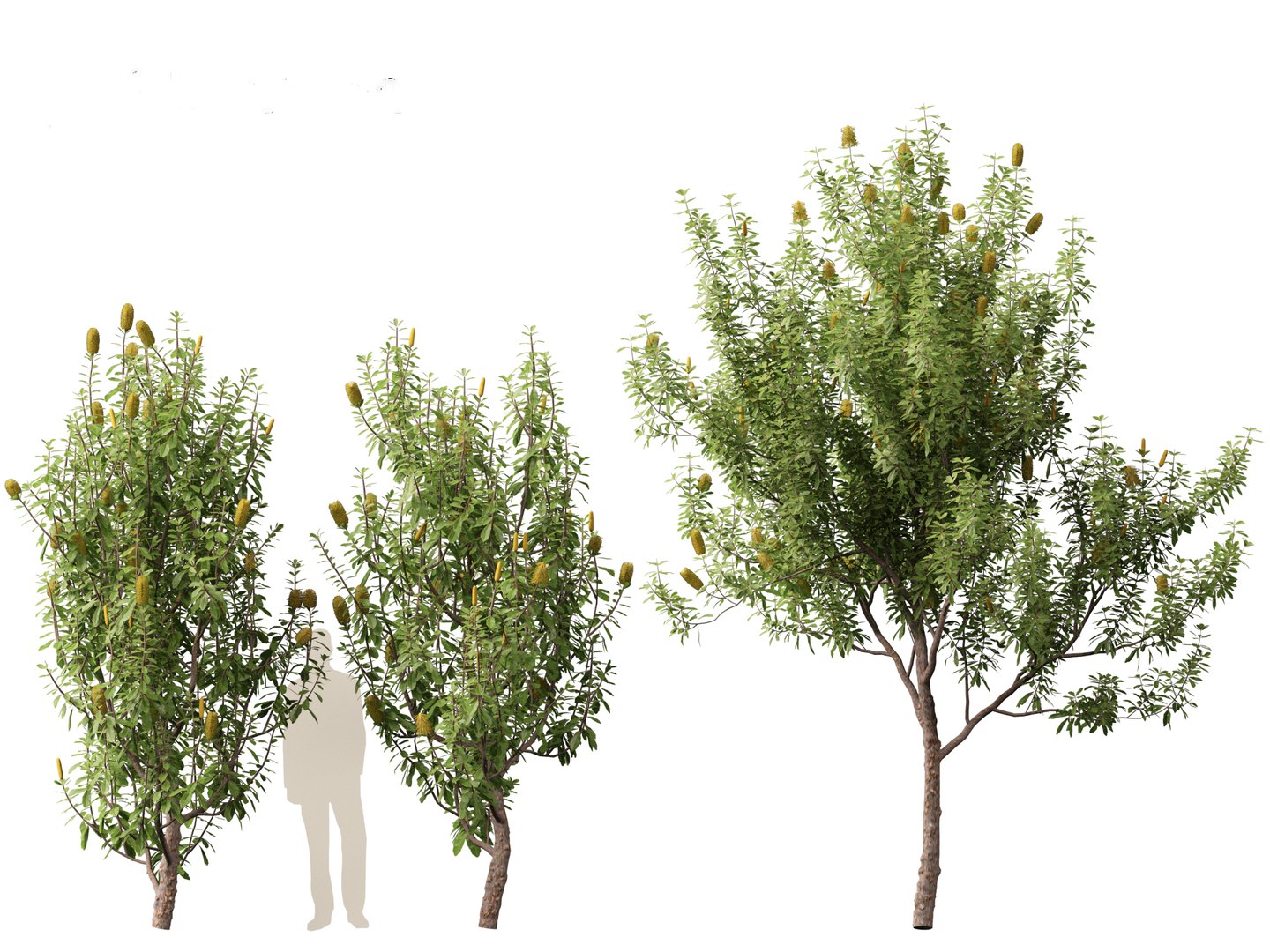3D Banksia Integrifolia - Coast Banksia 01 Model - TurboSquid 2115148
