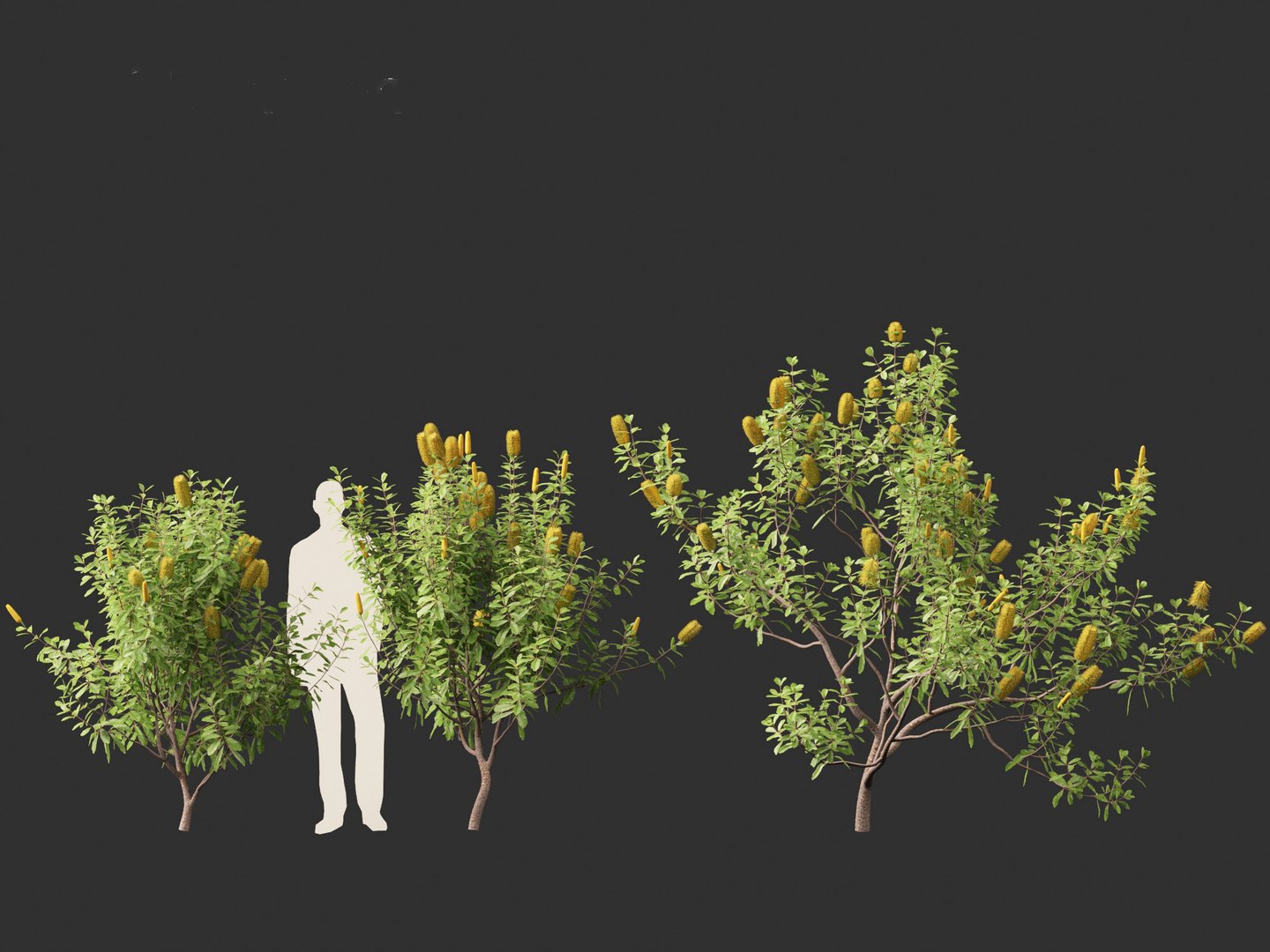 3D Banksia Integrifolia - Coast Banksia 01 Model - TurboSquid 2115148