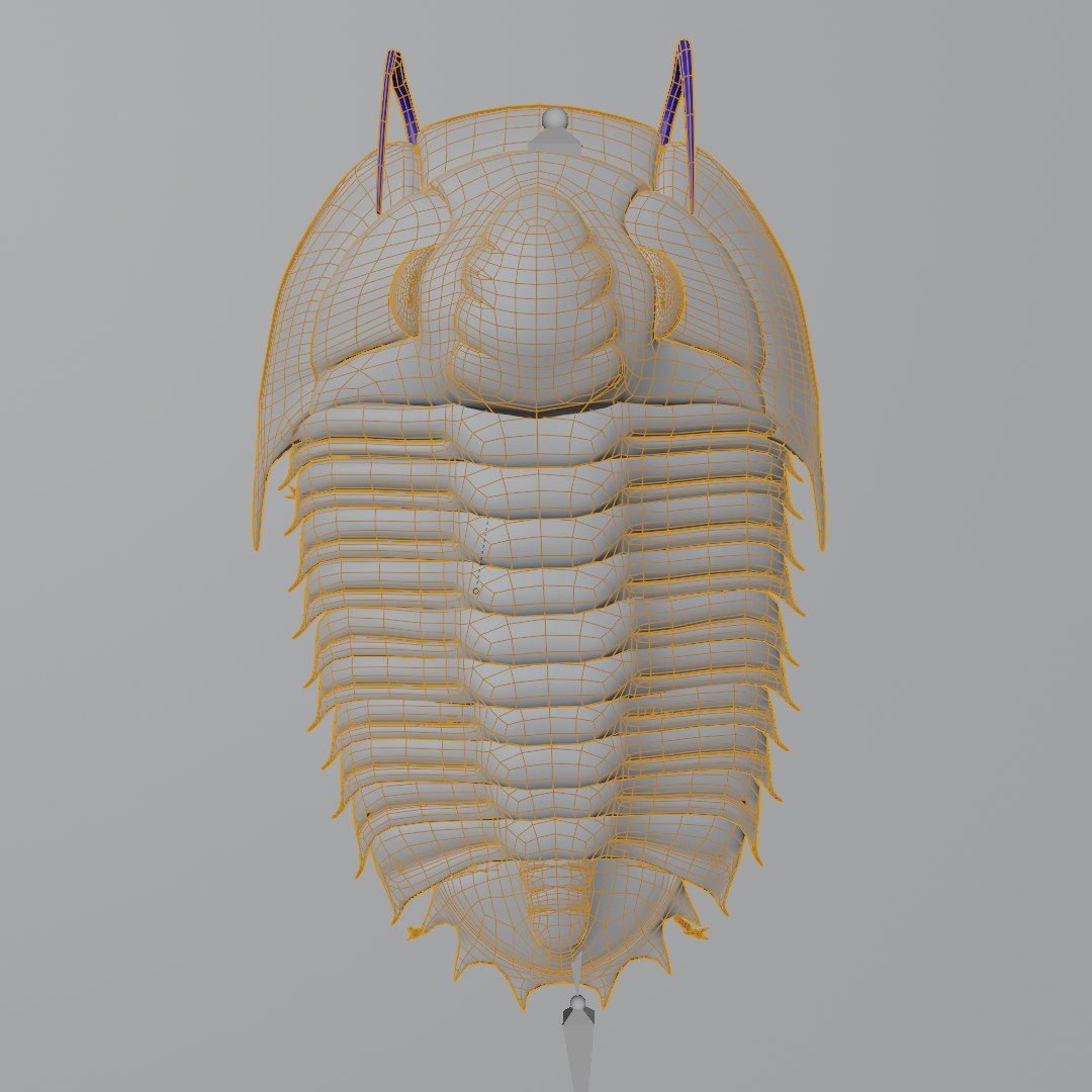 Trilobite Model - TurboSquid 2147933