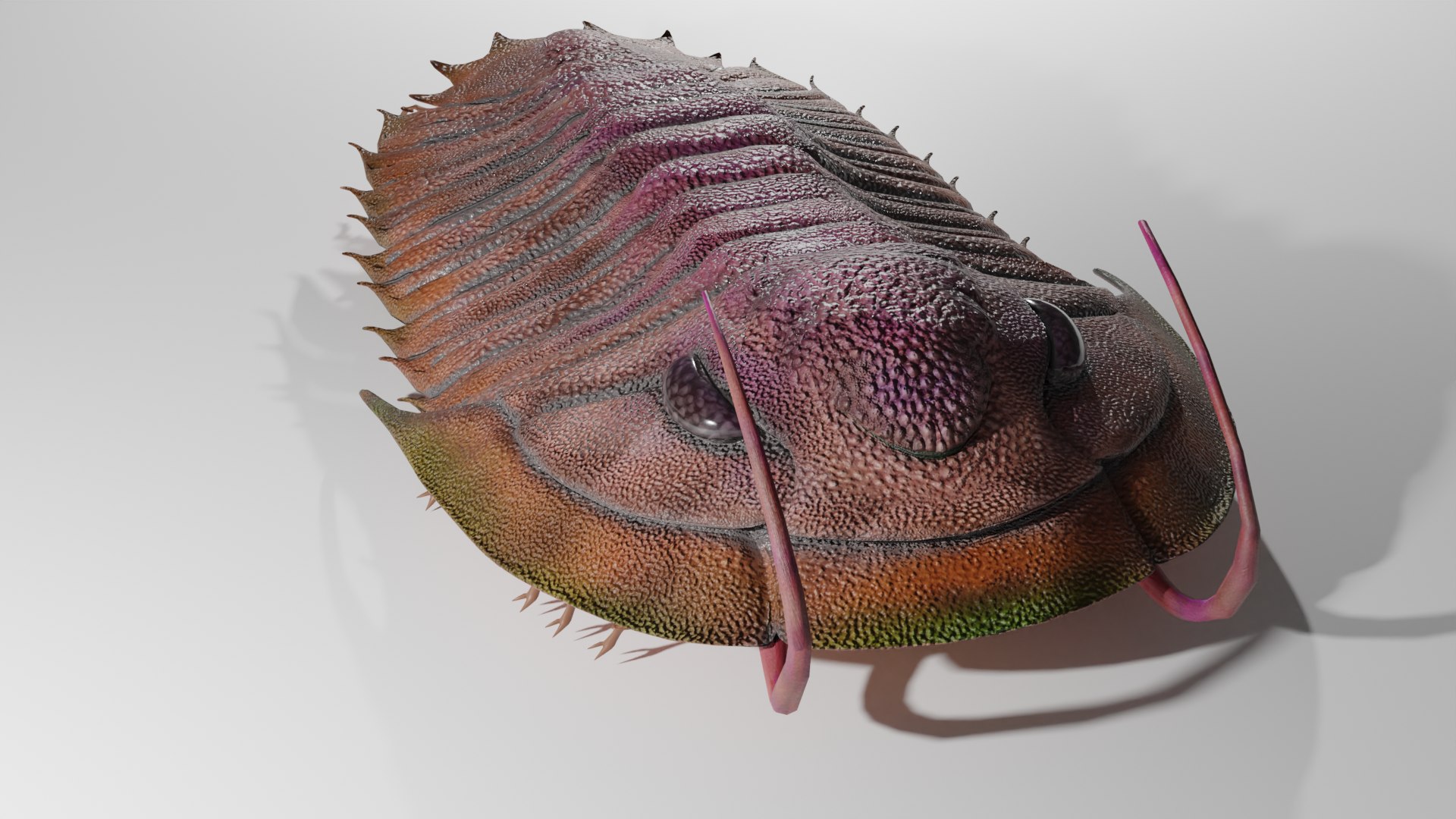 Trilobite Model - TurboSquid 2147933