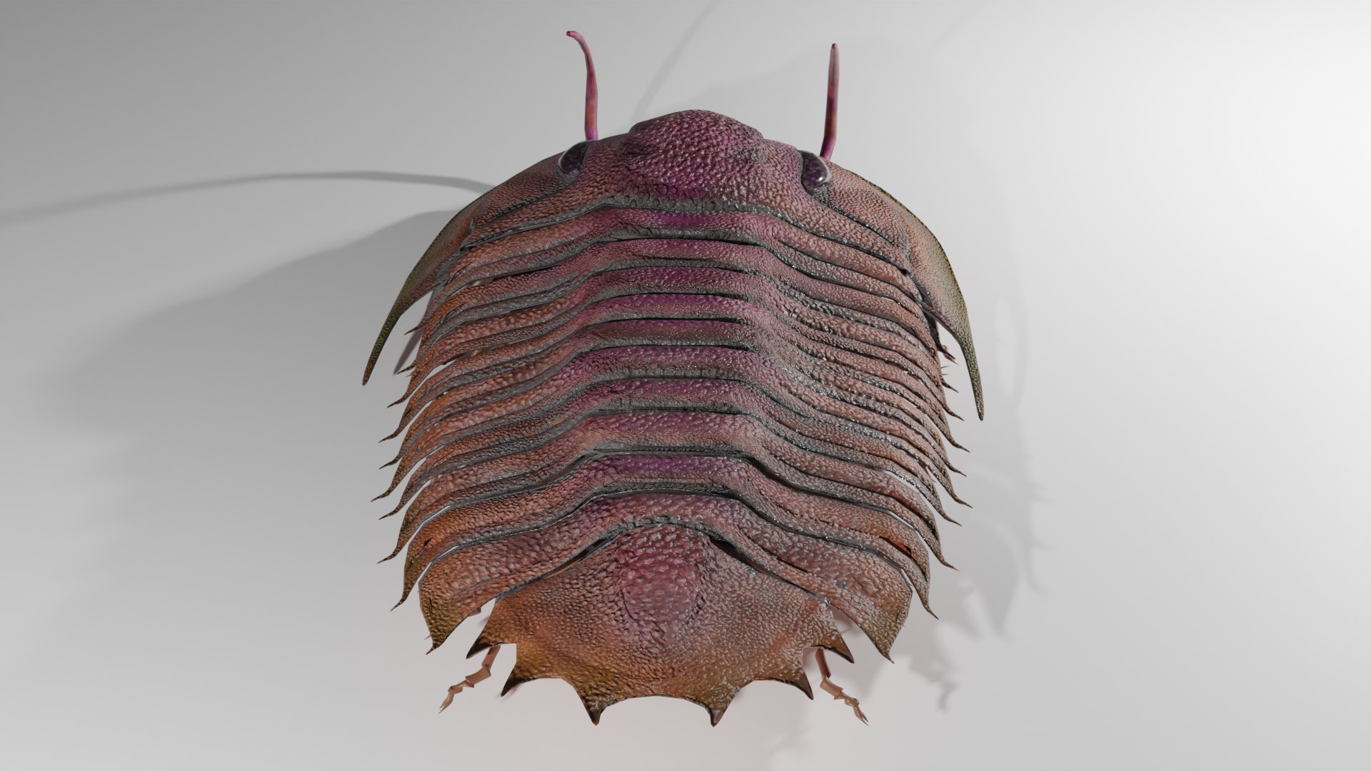 Trilobite Model - TurboSquid 2147933