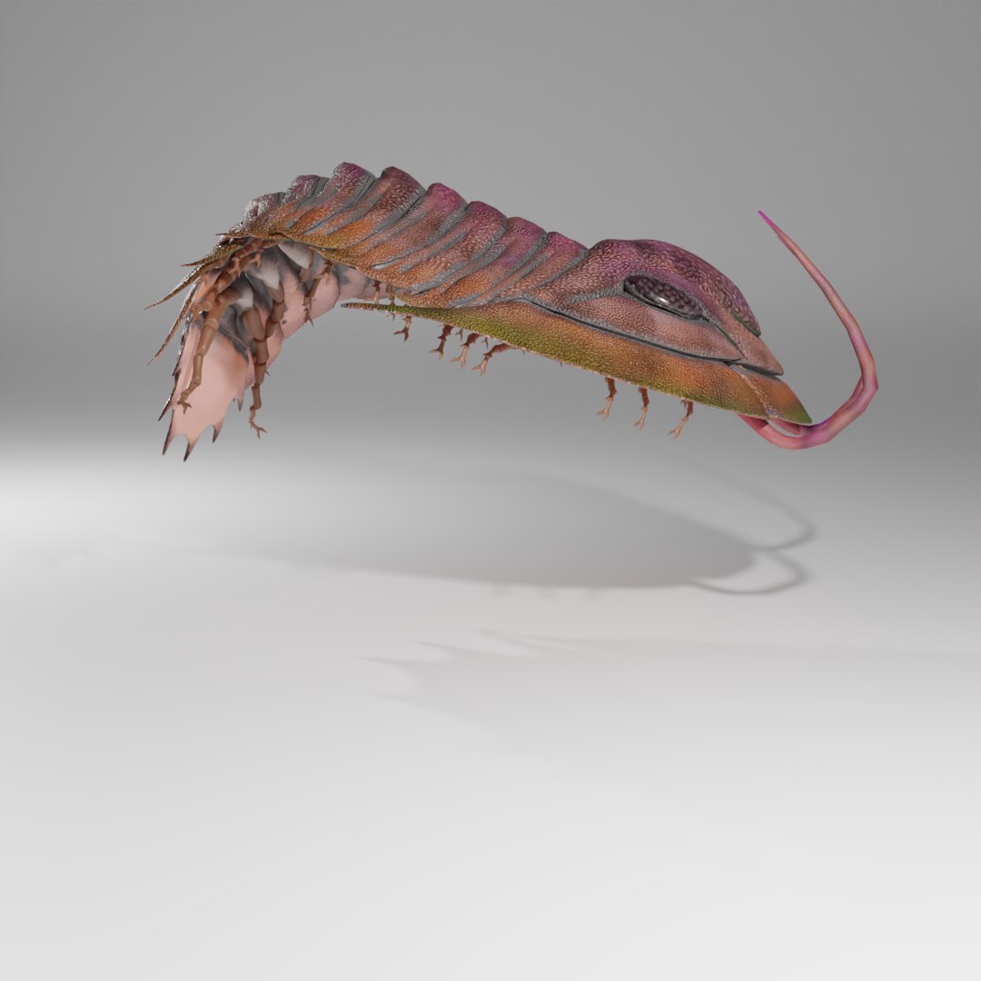 Trilobite Model - TurboSquid 2147933