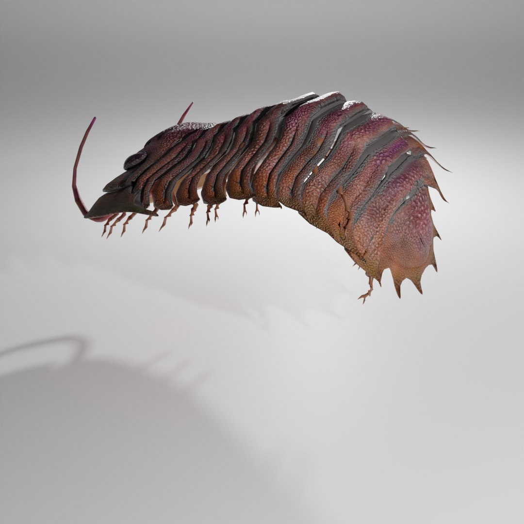 Trilobite Model - TurboSquid 2147933