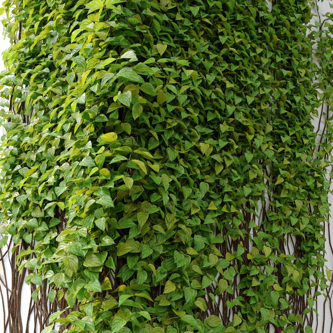 3D Vine Plant Model - TurboSquid 1947827