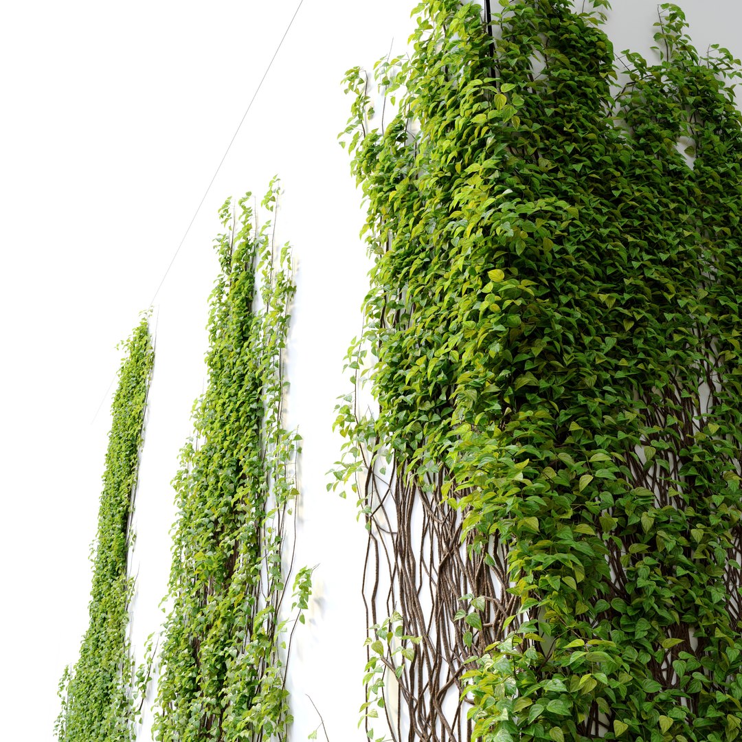 3D Vine Plant Model - TurboSquid 1947827