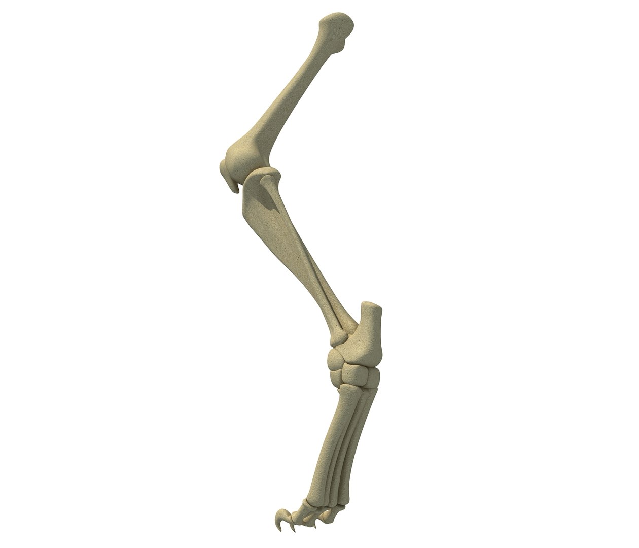 Animal Leg Skeleton 3D - TurboSquid 1177714