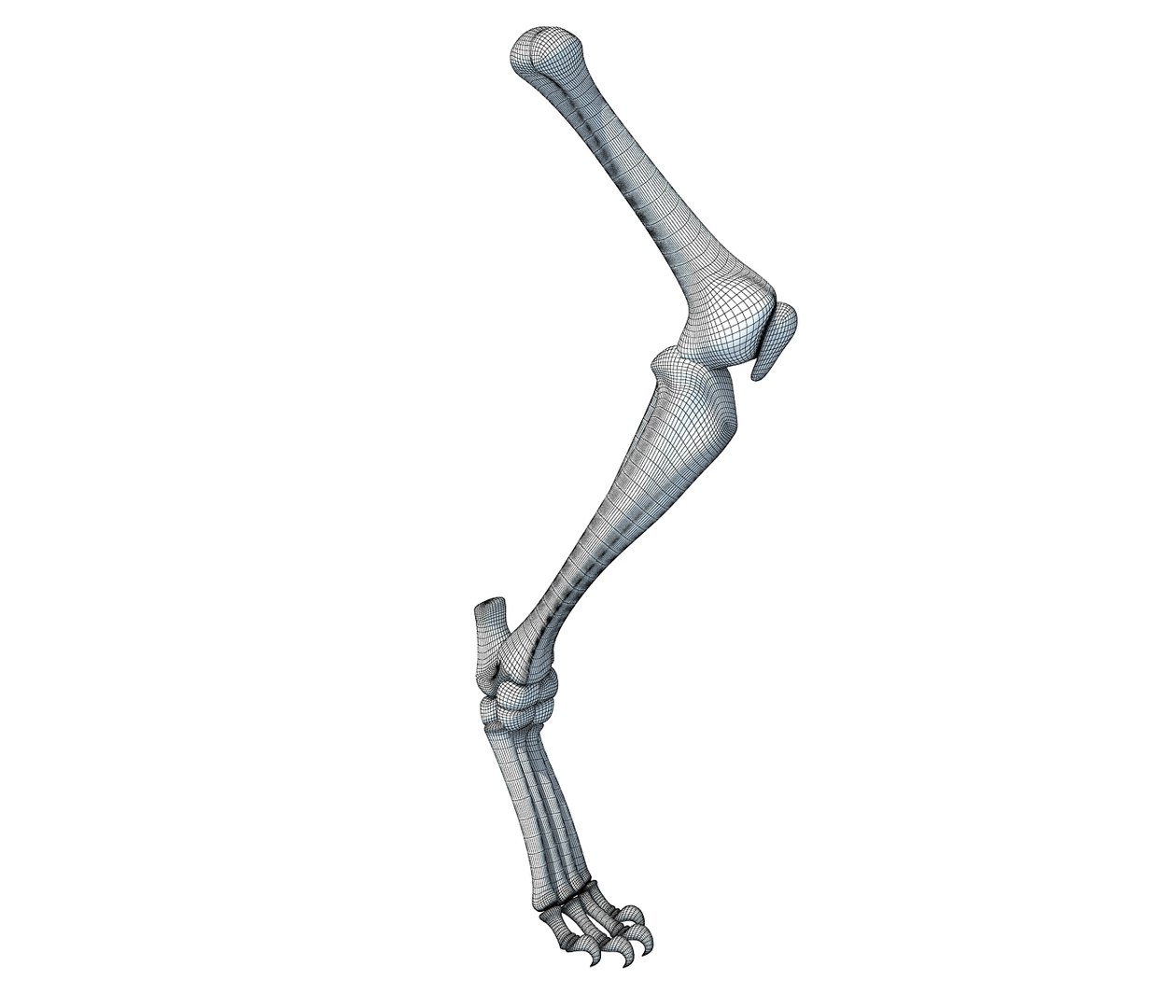 Animal Leg Skeleton 3D - TurboSquid 1177714