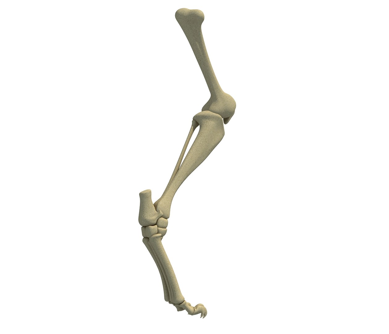 Animal Leg Skeleton 3D - TurboSquid 1177714