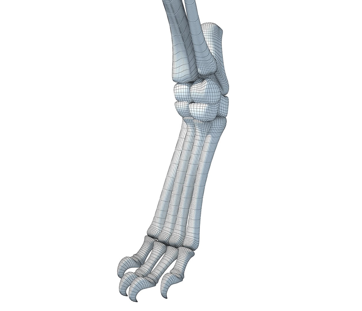 Animal Leg Skeleton 3D - TurboSquid 1177714