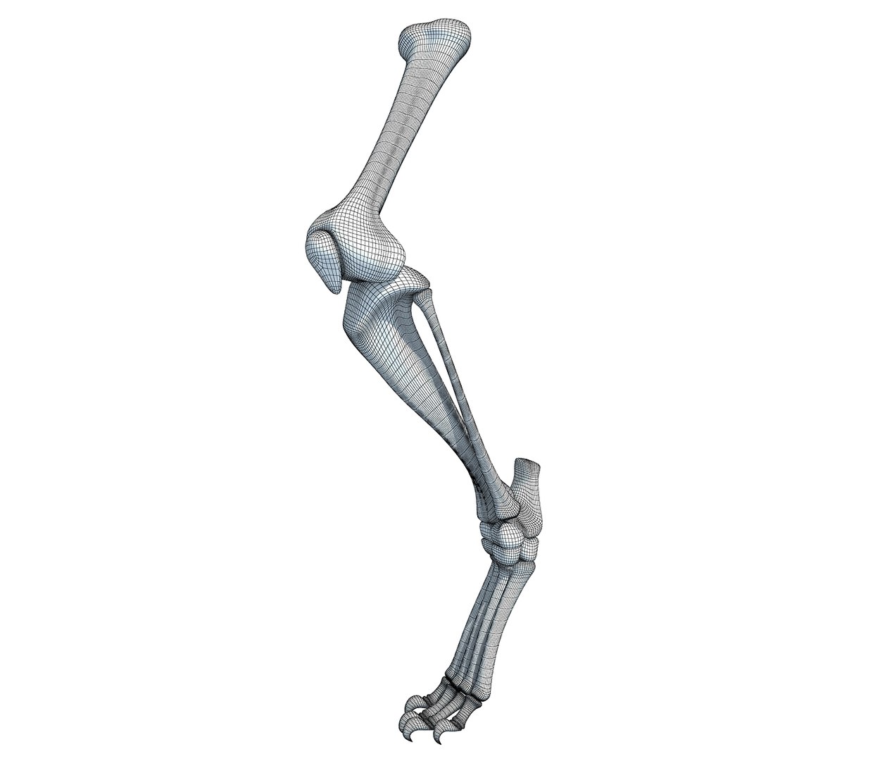Animal Leg Skeleton 3D - TurboSquid 1177714
